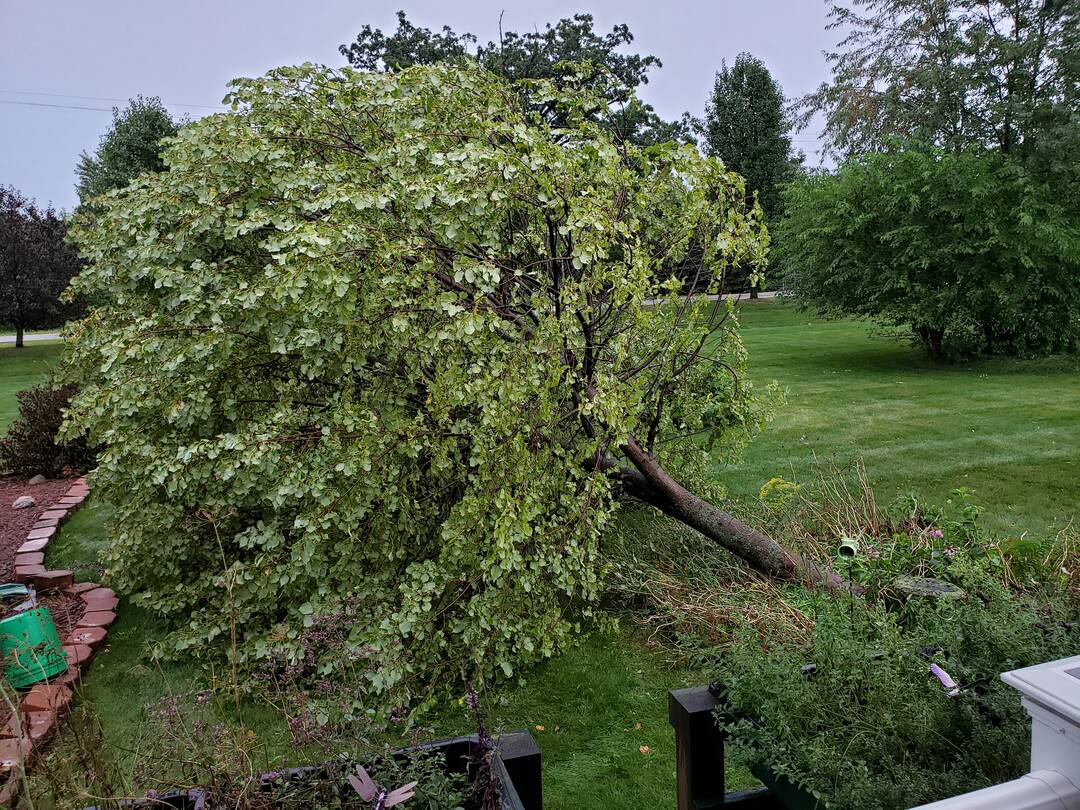 Photos: Storms thrash trees, knock out power in SE Michigan